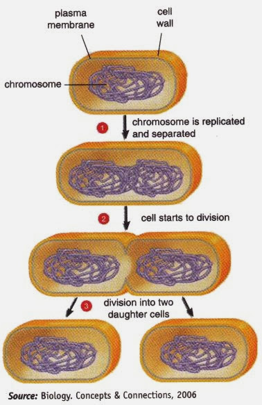 Cell Division Amitosis Mitosis Meiosis ~ New Science Biology