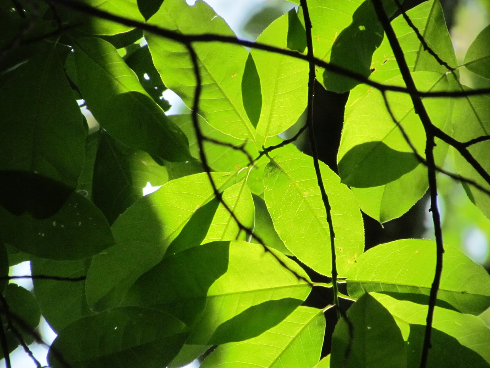 A Year With the Trees: Sourwood - Oxydendrun arboreum