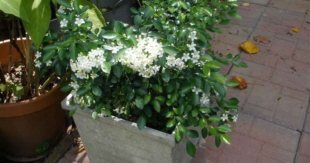 Estudo Teológico: Murta