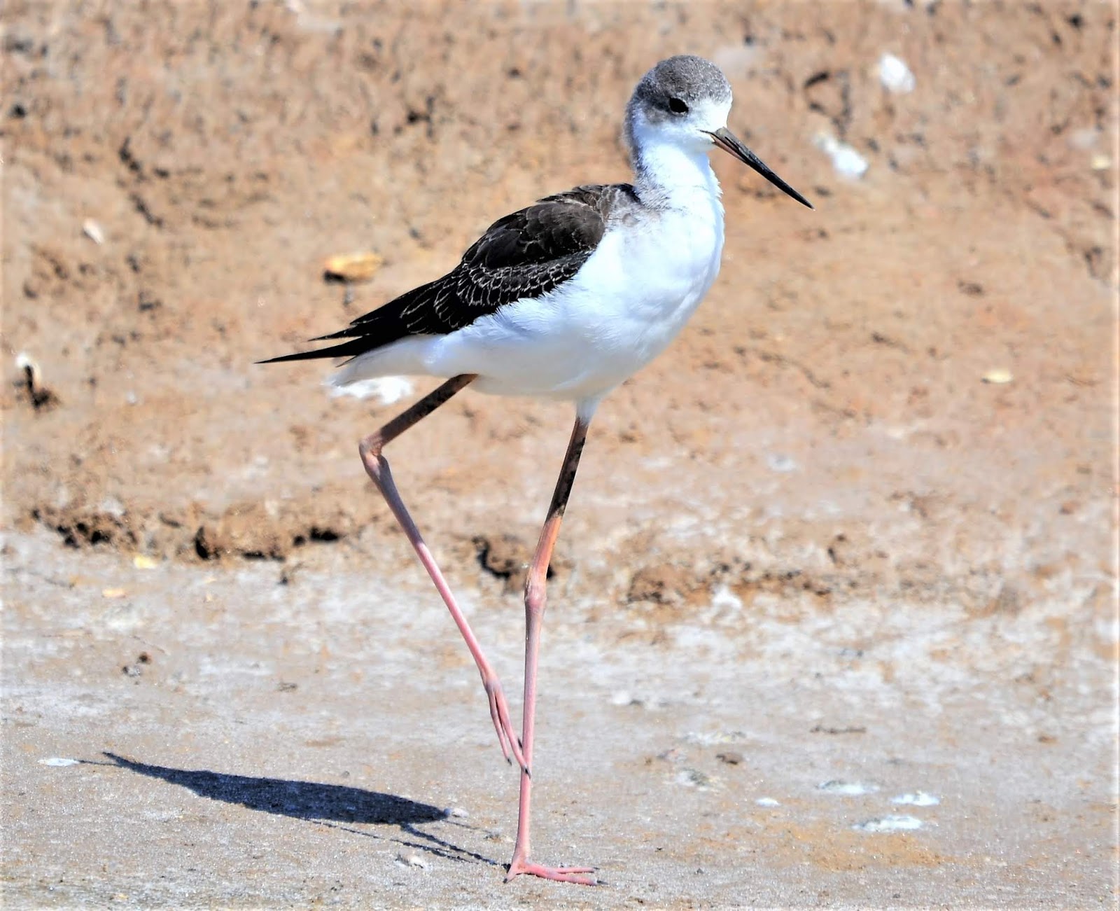 TERRA DAS AVES: Pernilongo (Himantopus himantopus)