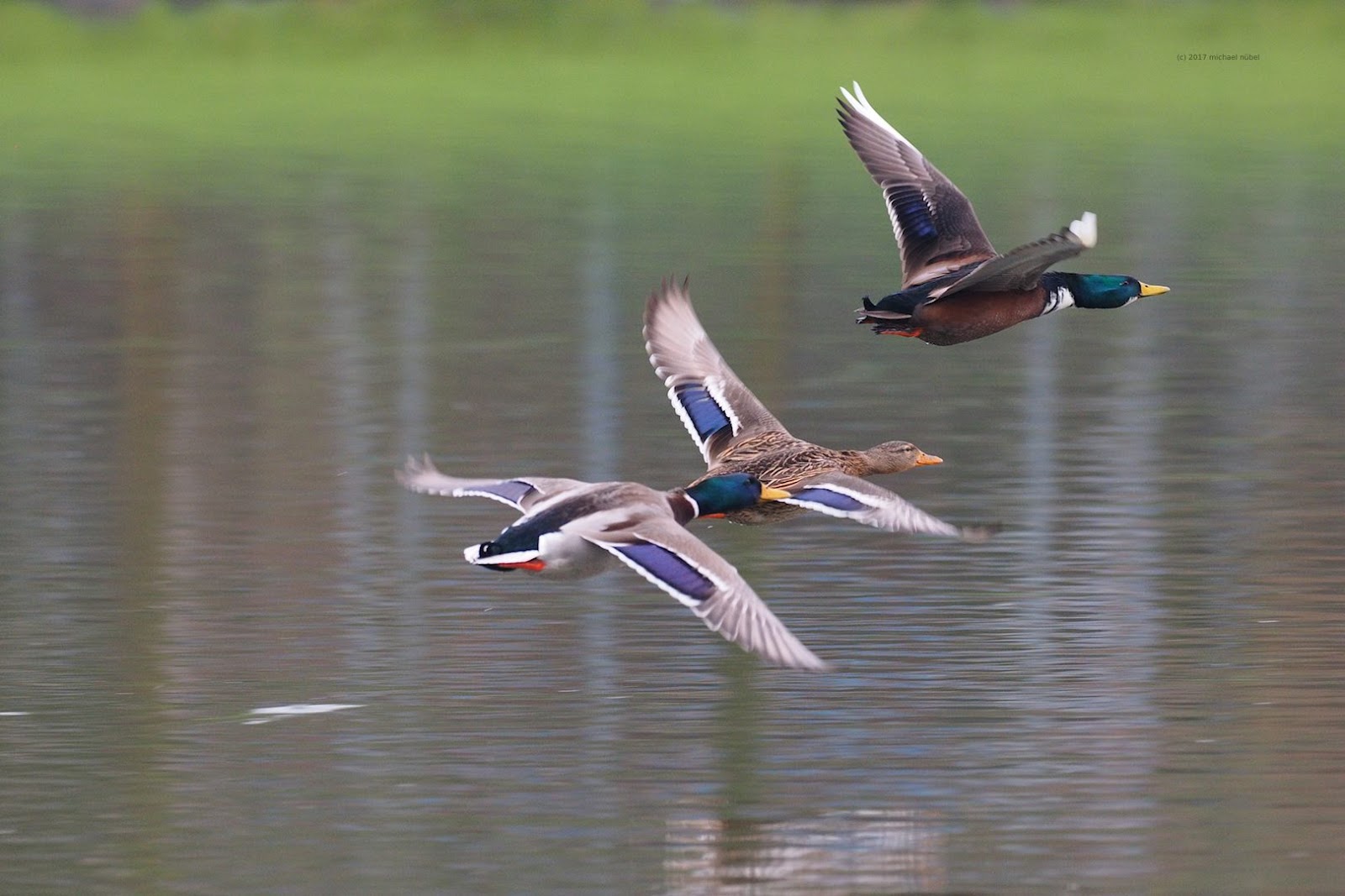 Picofnat: Michael`s Naturfotoblog: BIF ::: Vögel im Flug mit Olympus
