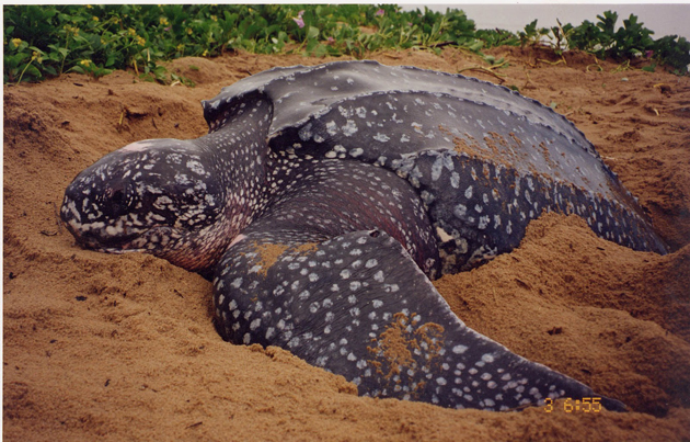 UNAECOLÓGICA: TORTUGA CARDÓN