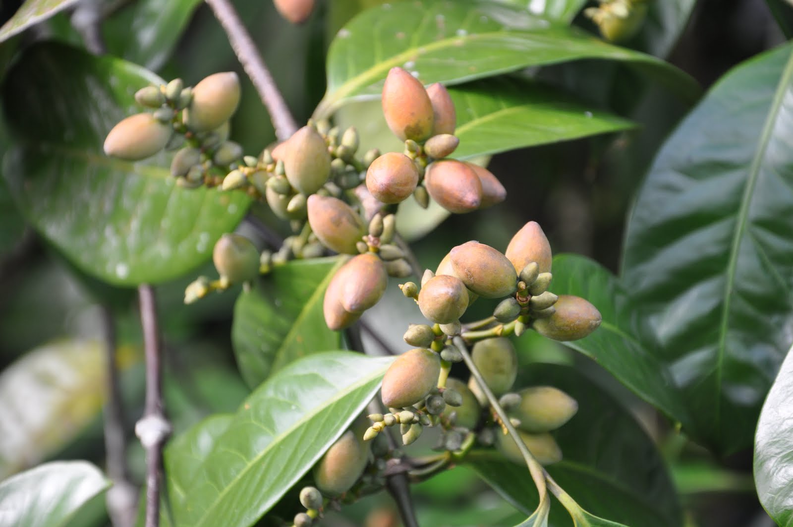 Dunia Tanaman: Buah Melinjau