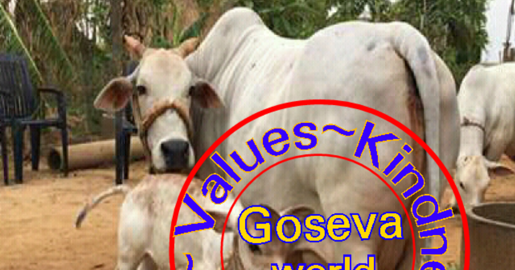 GOSEVA WORLD: మన దేశీ ఆవు పాల గురించి గొప్ప విషయాలు..!