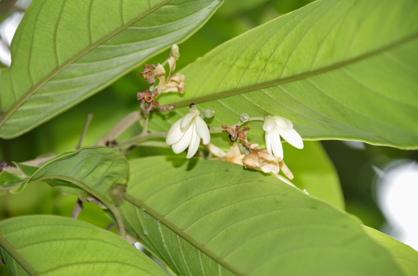 Trees and Plants: Resak Irian (Vatica Rassak)