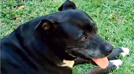 Four legged friends (and enemies): ADDED MORE PHOTOS - Hawaii: "He had ...