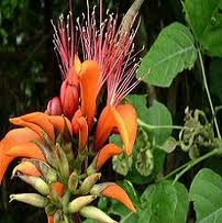 Tanaman Obat Herbal Dadap Ayam (Erythirna variegata) ~ PELAYANAN KESEHATAN