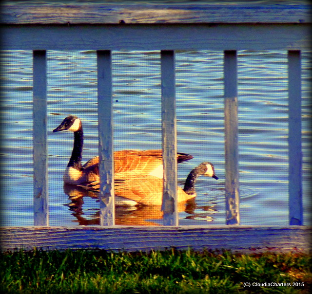 Comfort Spiral: Goose Omen Fence