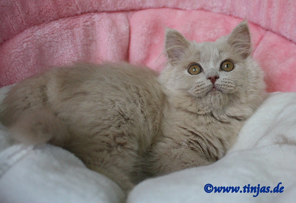 Britisch Kurzhaar (BKH) Kitten und Britisch Langhaar Katzenbabys: 2013