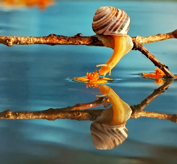 Cute and Funny Pictures and more: Beautiful Snail Reflection Photo
