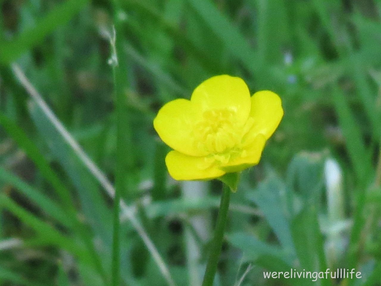 werelivingafulllife: May 2013