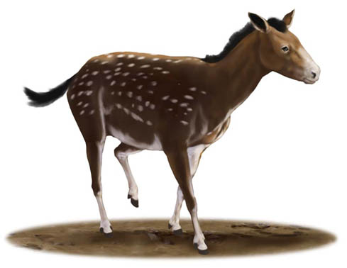 Mundo Equino: Mesohippus. Segundo paso.