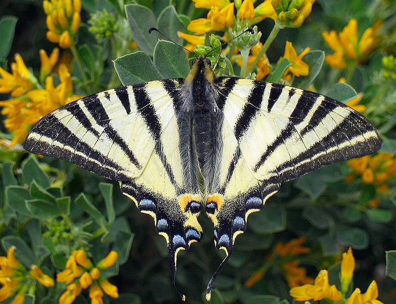 Common Mime The Life Of Animals common-mime-the-life-of-animals