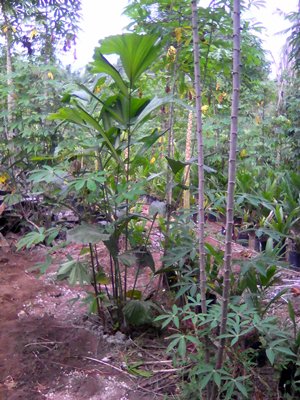 Budidaya Aren : Aren Dari A Sampai Z Dalam Foto