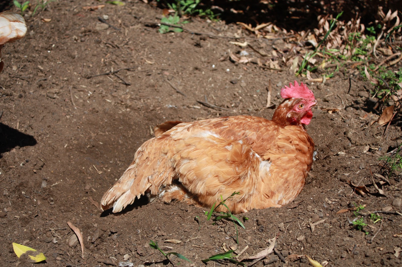 Tassell,Tea pot and Life Down Under: Headless Chooks