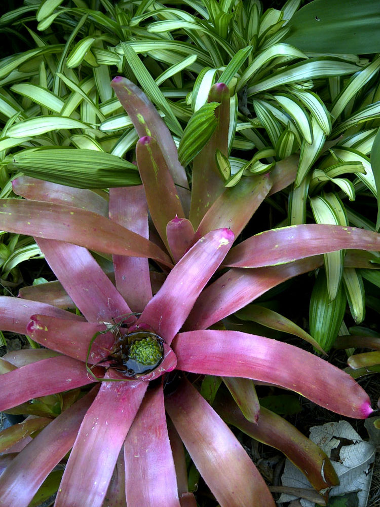 The Rainforest Garden: A Critic's Guide to the Mexican Garden at Epcot