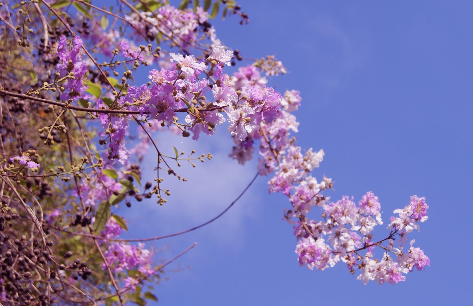 Kucing Betina: Sakura On Bali