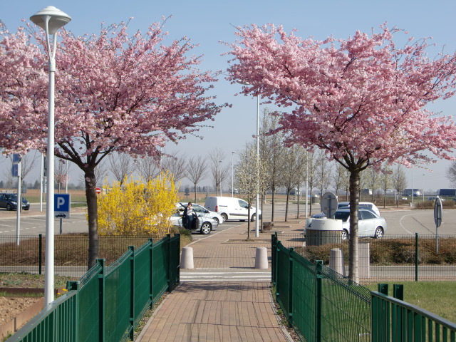 Maliva`s verden: Mandeltre i full blomstring.