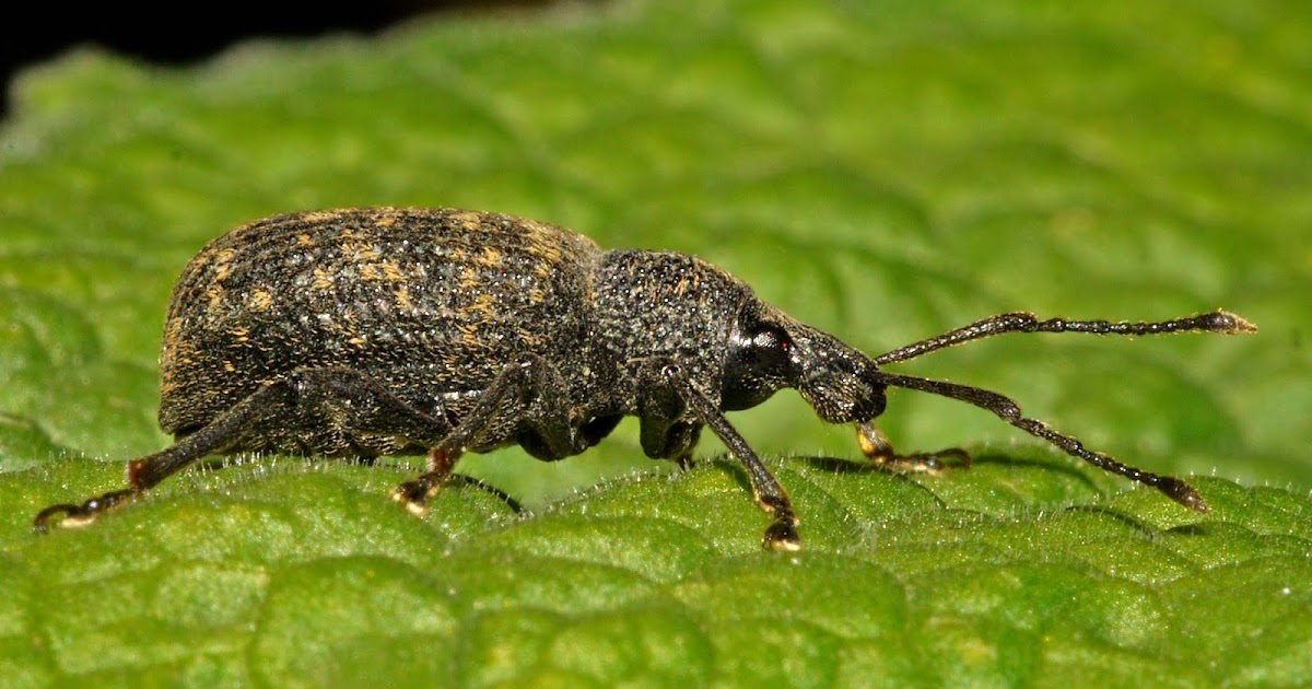 CABINET OF CURIOSITIES: Thanatosis