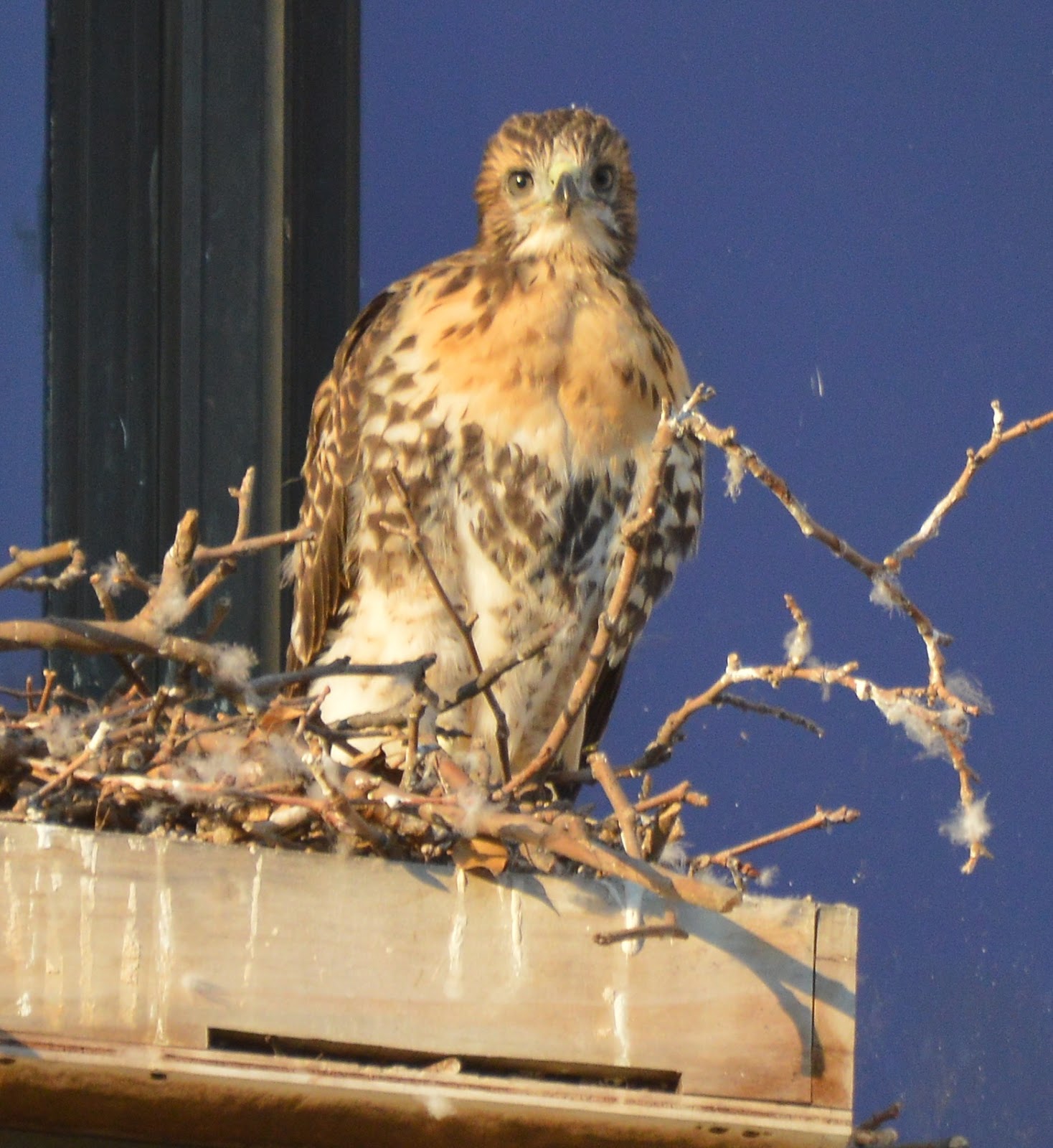 Hawkwatch at the Franklin Institute: #1 fledges, #2 fledges, and ...