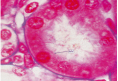 Histologi Ginjal - Scilintia