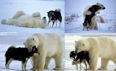 Polar bear became friend of sled dogs. - Did you know?