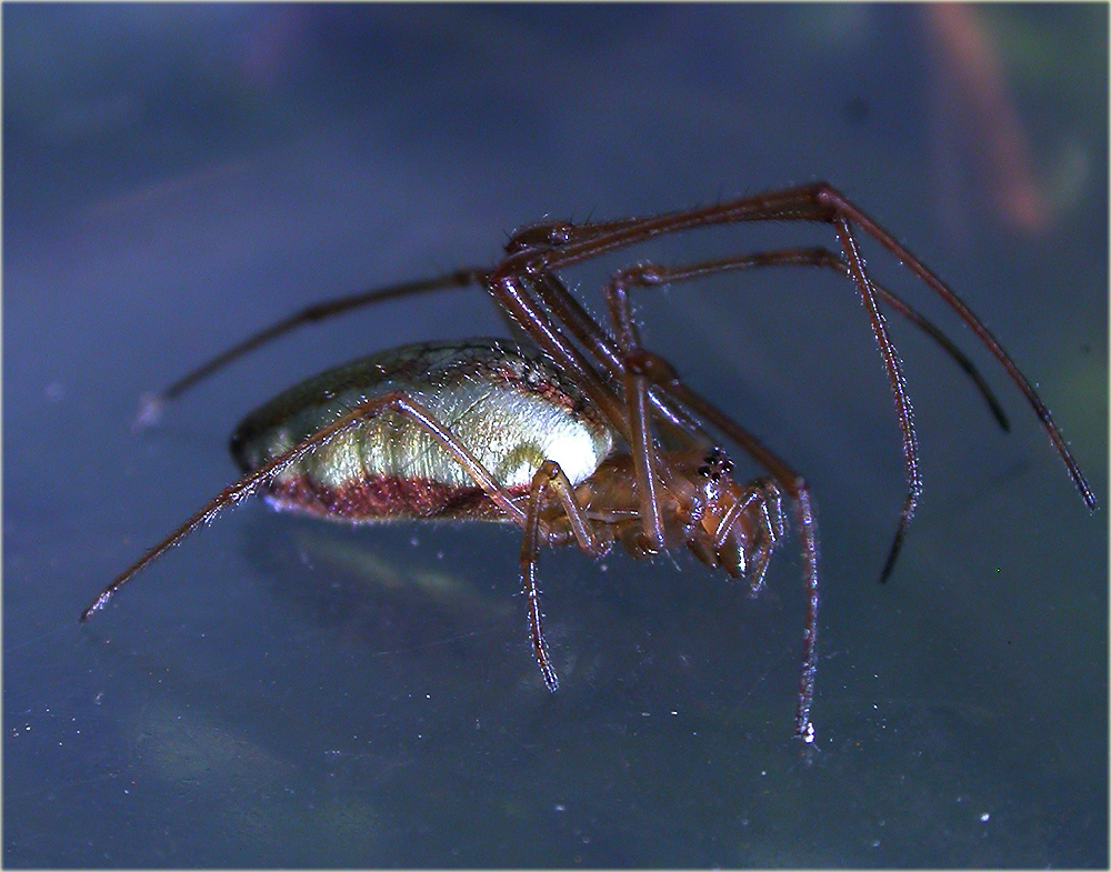 Arachnerds: Large Jawed Orb Web Spiders - Tetragnatha sp.