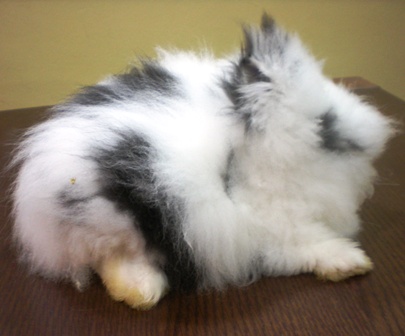 Saya Suka Arnab: TEDDY BEAR RABBIT *JUNIOR