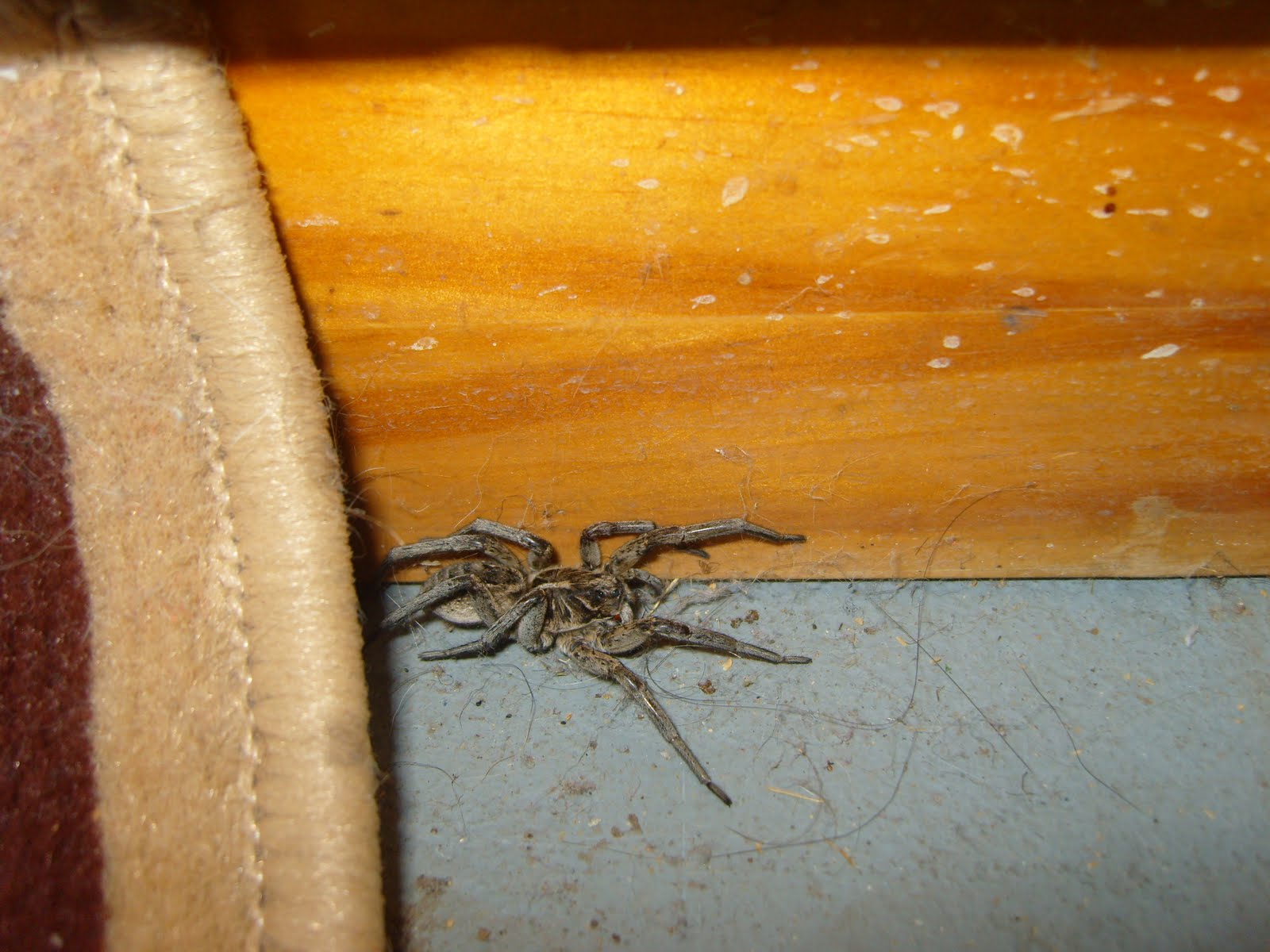 Barb'sBackyard: Spiders.