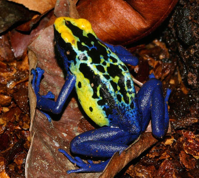 Dendroland: Dendrobates Tinctorius, sus morphos y variedades de color.