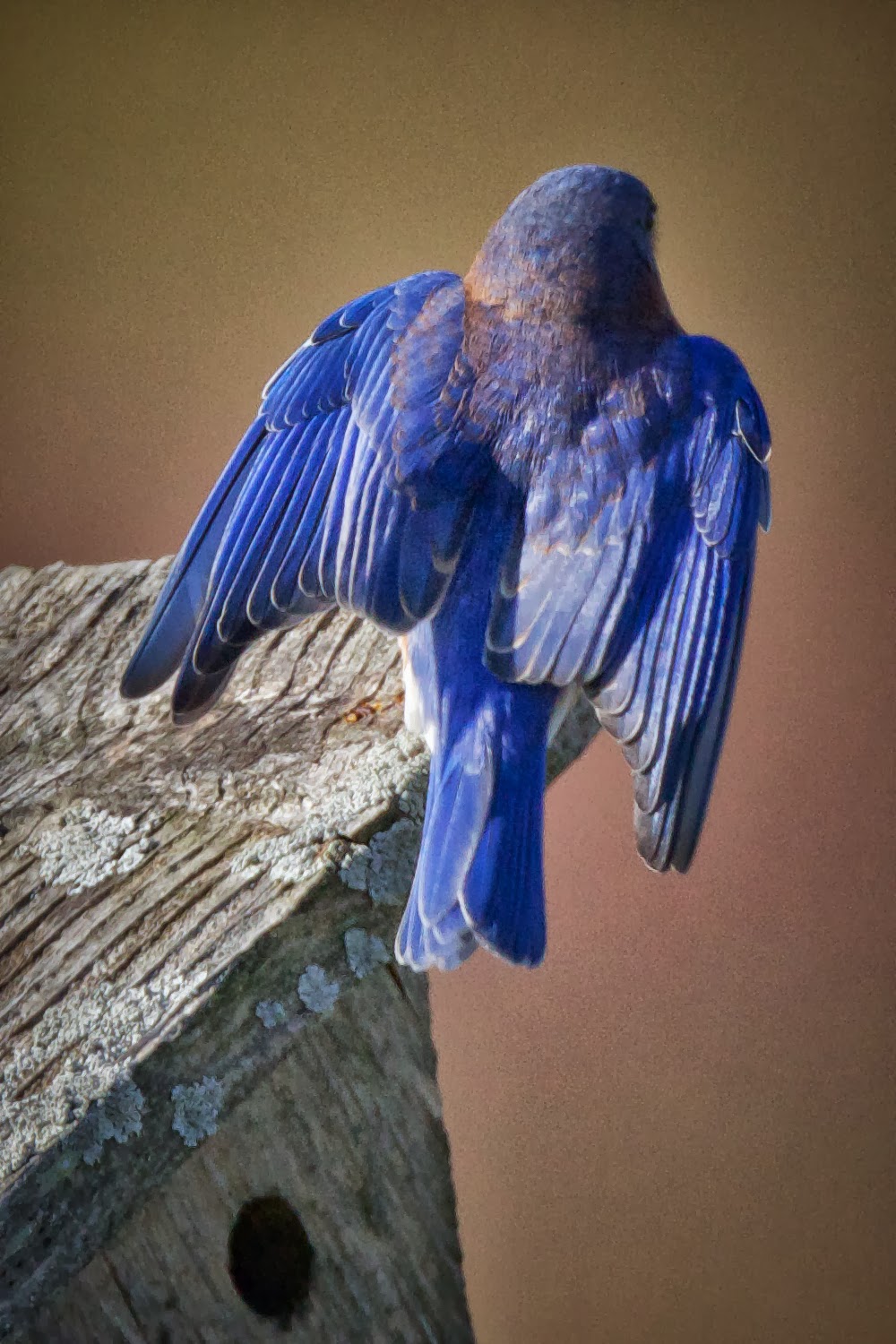 Feather Tailed Stories: Eastern Bluebird, Havenwoods State Forest