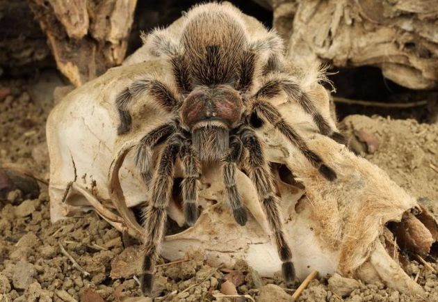Ahora sé: TARÁNTULA GOLIATH… LA ARAÑA MÁS GRANDE DEL MUNDO