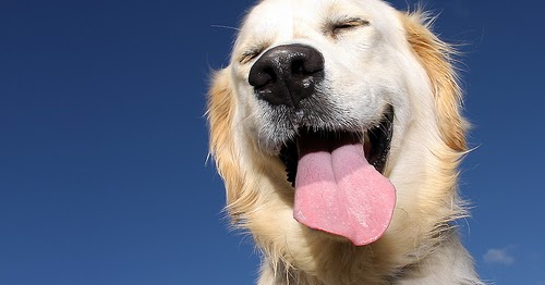 Is My Dog Laughing Or Panting