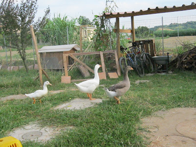 L'alba sulla collina: PAPERI E PAPERA