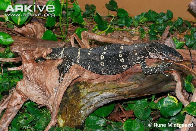 Jenis - jenis atau Macam - macam Varanidae / Varanus / Varanatic ...