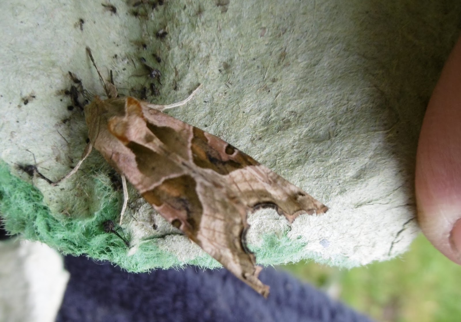 Martin's Moths: Moth Night