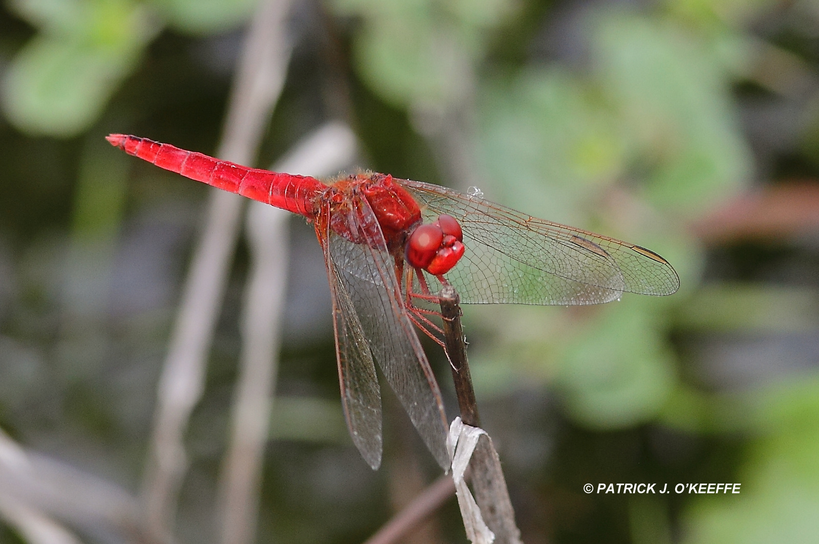 Raw Birds: SCARLET DARTER DRAGONFLY [Male] (Crocothemis erythraea ...