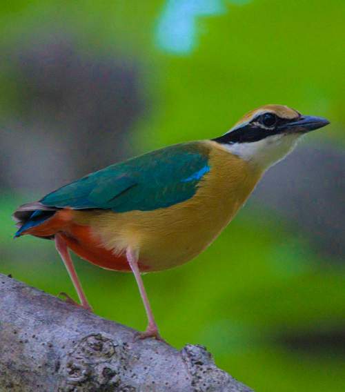 Indian pitta images | Birds of India | Bird World