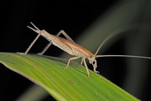 BunyipCo: Silent Crickets
