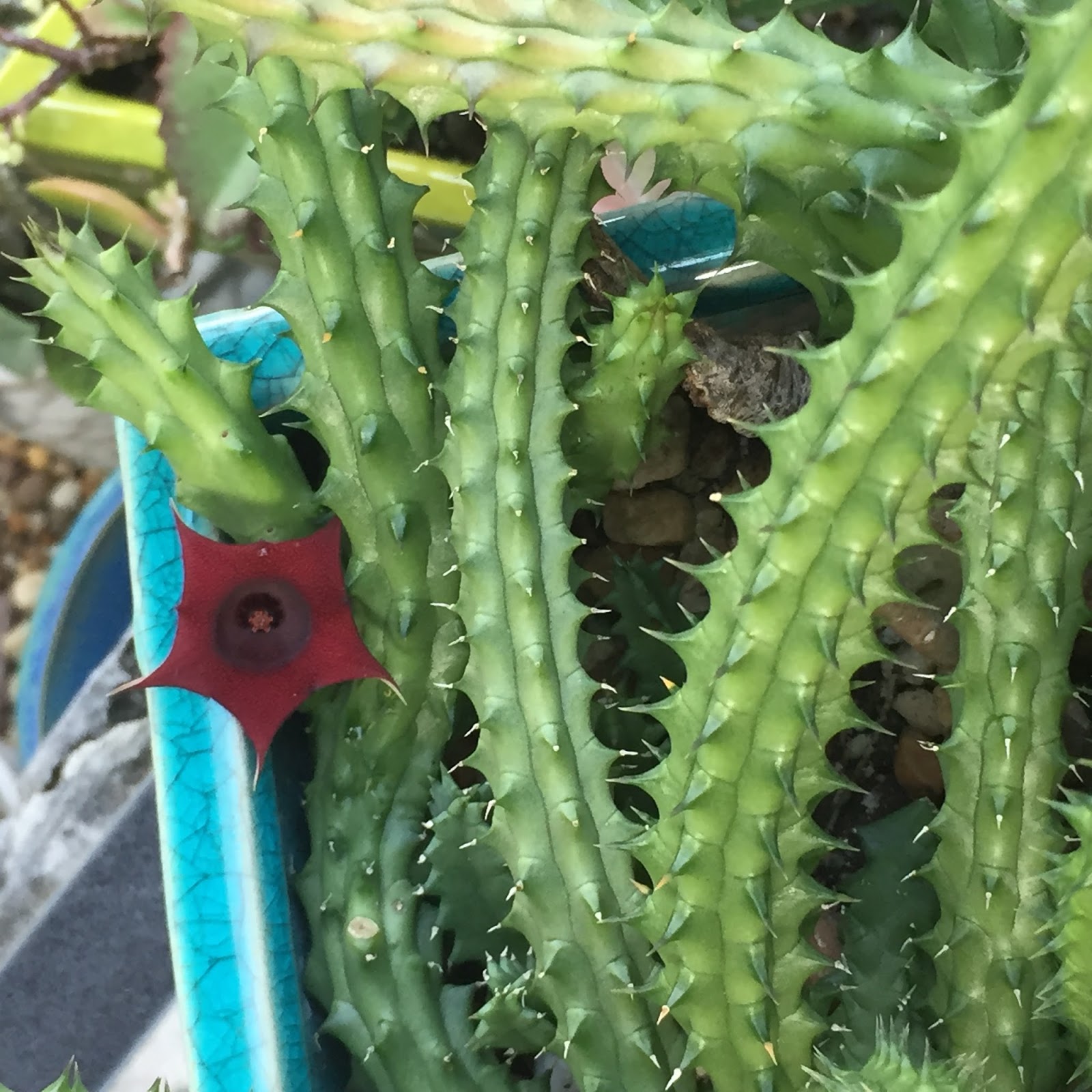 Plant Profile: Huernia Succulents