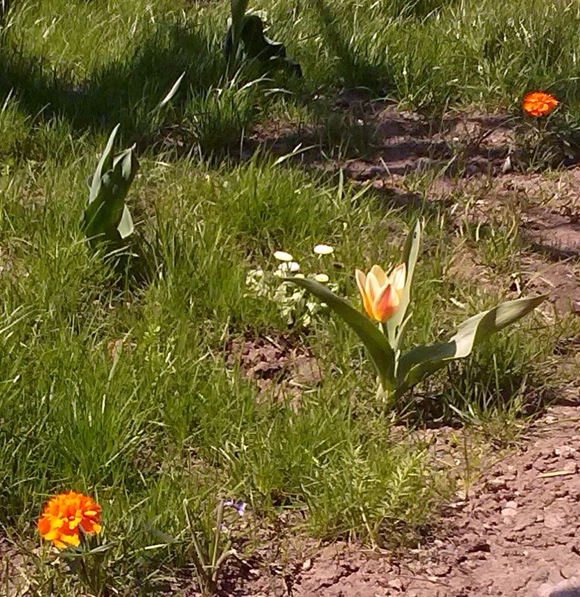 proParinti: Ierbar scolar - Cum putem face?