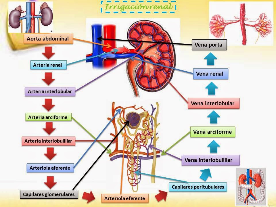 Blog de Fisiología Básica de Rogelio Eduardo Enriquez Lopez : Riñon