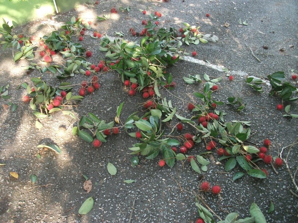 irbasmad: Mengait Rambutan