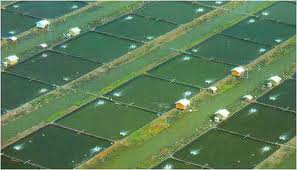 Dipasena, Dahulu sebagai pengekspor Udang Windu Terbesar di Indonesia ...