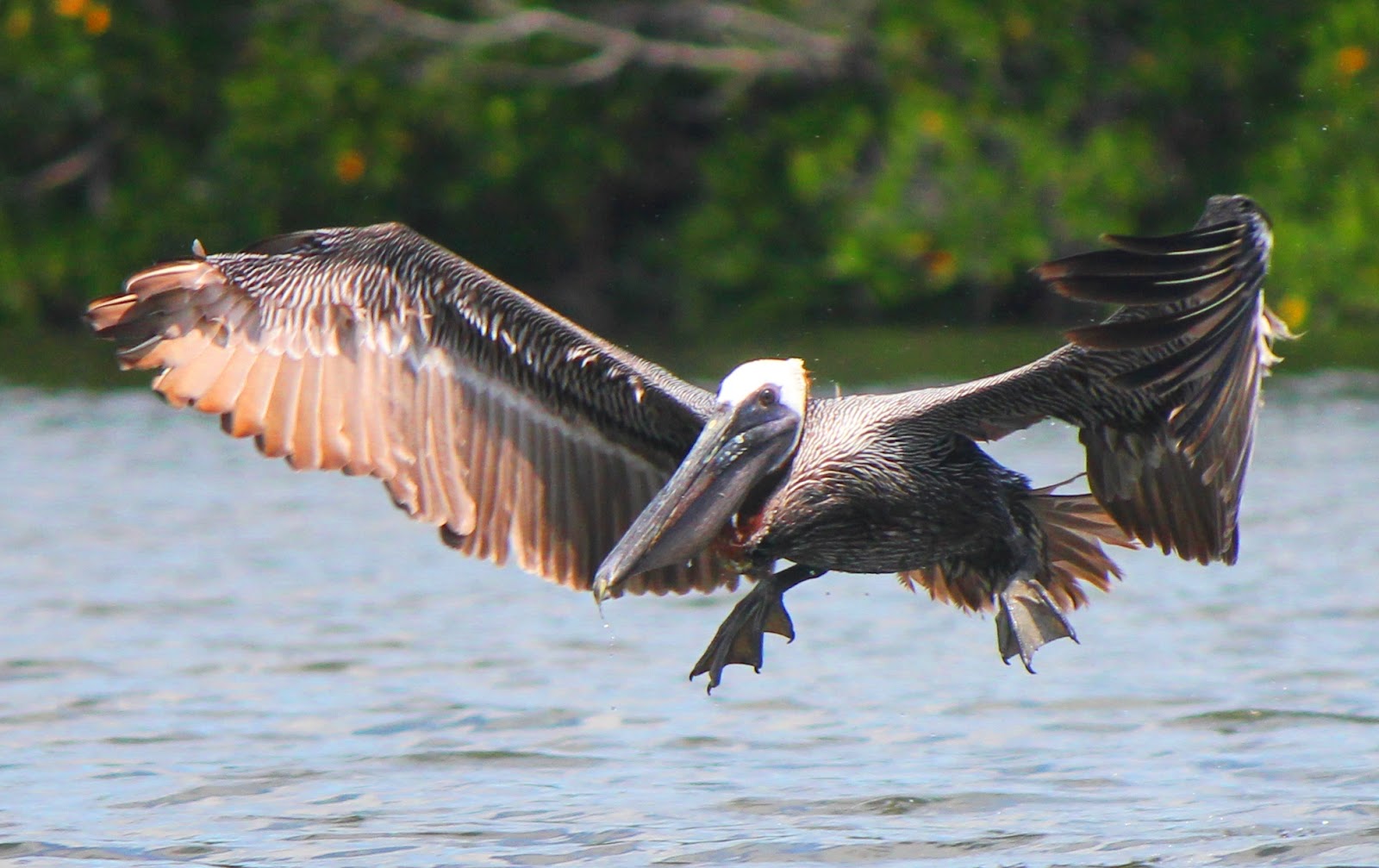 Views From Our Kayak: J.N. "Ding" Darling National Wildlife Refuge