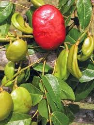Flora de Puerto Rico Ilustrada Papo Vives: Caesalpinoideae STAHLIA ...