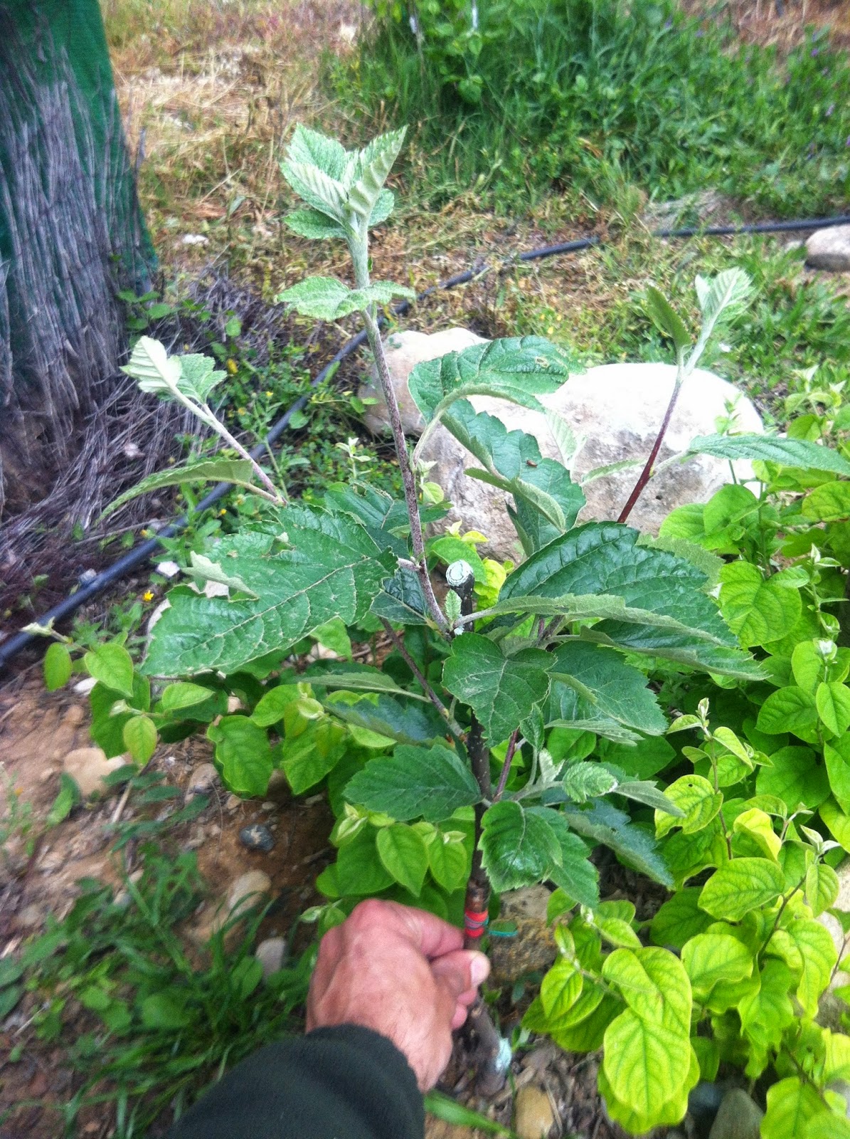 PLANTAR CIENTOS DE ARBOLES: Injertando Serbales, de nuevo