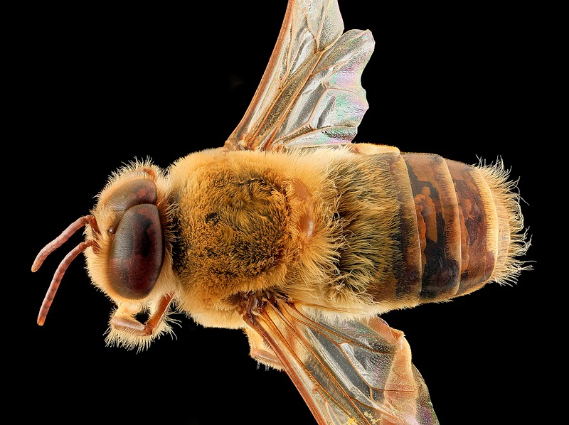 Corona Apicultores: LA IMPORTANCIA DEL ZÁNGANO EN LA COLMENA