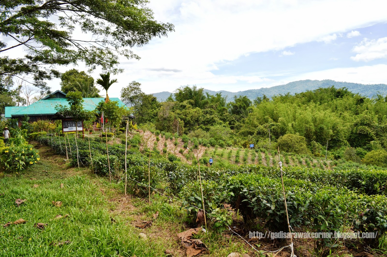 Ladang Teh Sabah (Antara Tempat Menarik Di Sabah)