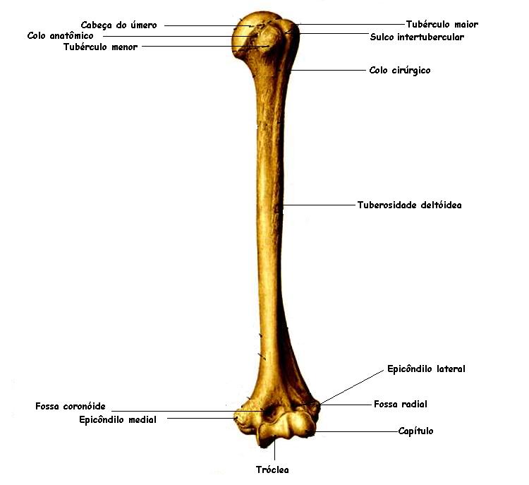 Anatomia Humana: Sistema Esquelético MMSS - Parte Livre